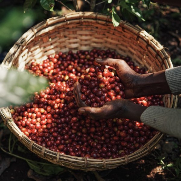 A Bacha Coffee Film Debut | Bacha Coffee | Food & Beverage | CapitaLand ...